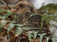 Birds of Honduras: Birds of Special Interest